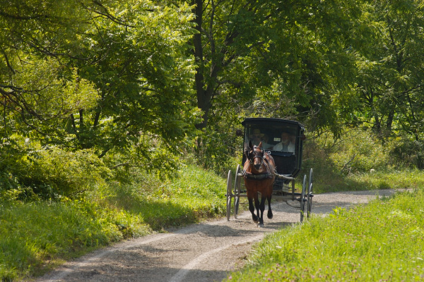 Buggy Rides - Yoder's Amish Home
